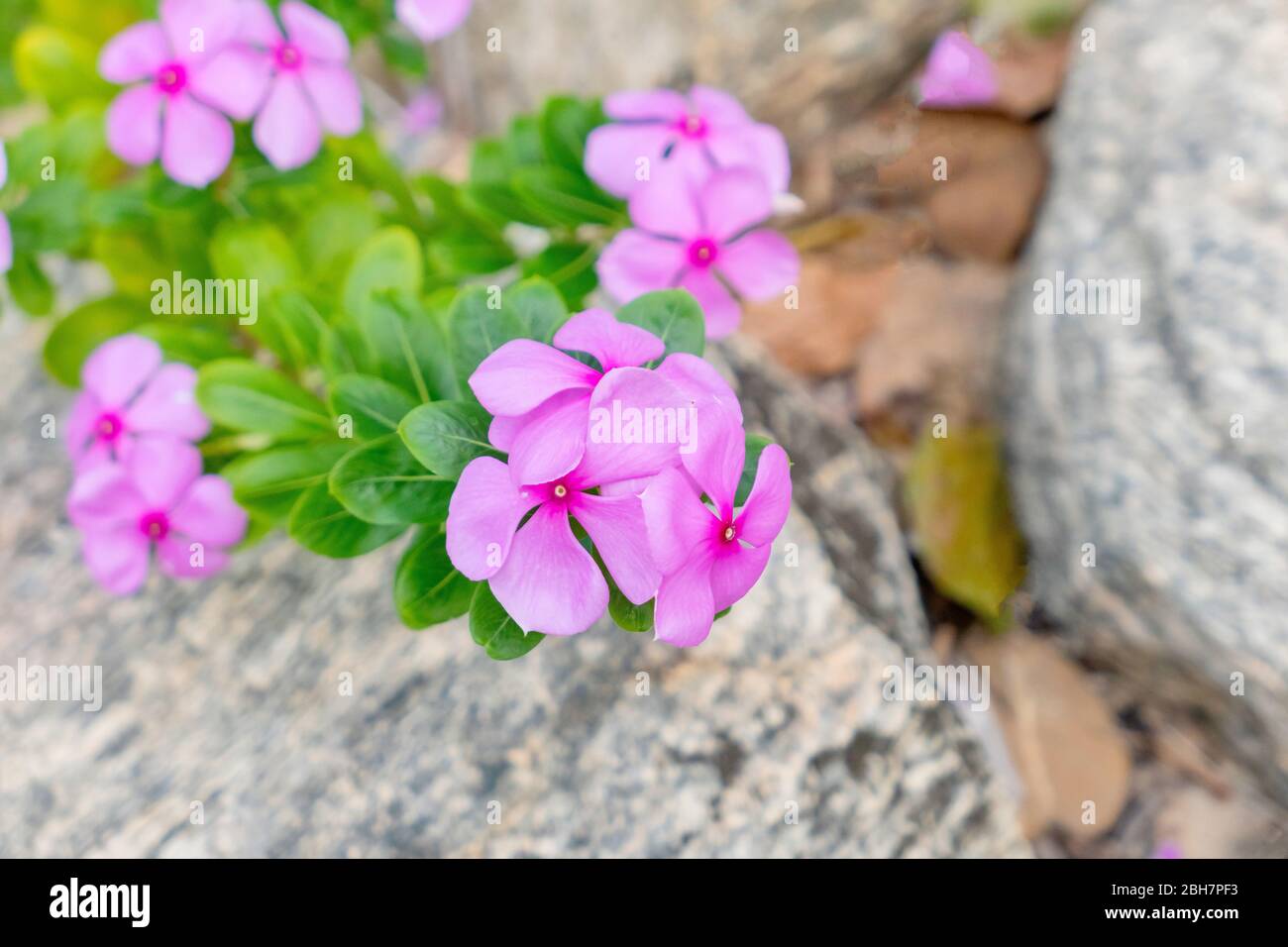 The Purple Rosy periwinkle flower with stone background Stock Photo - Alamy