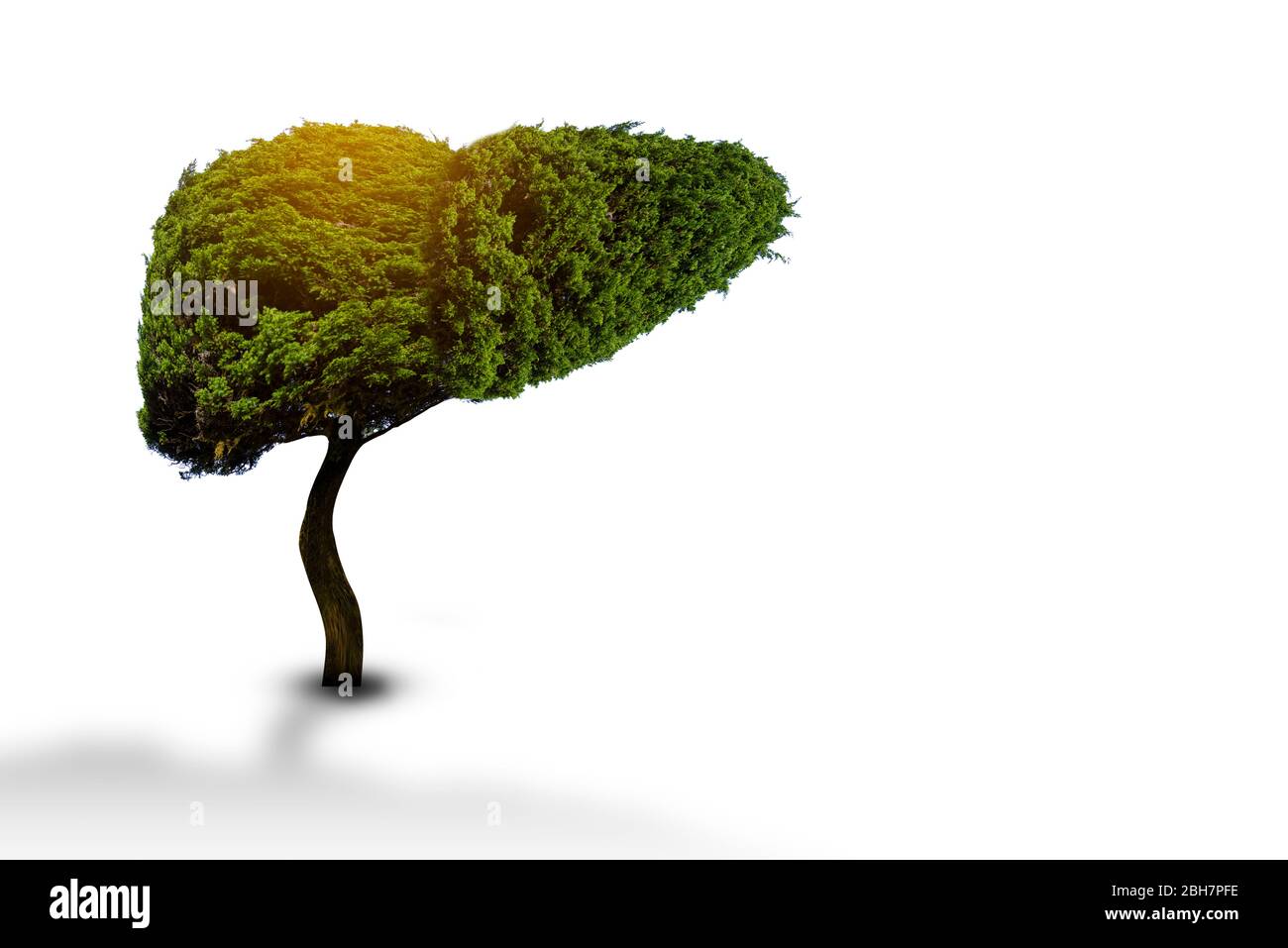Illustration of a tree in the shape of a liver (environment and ...
