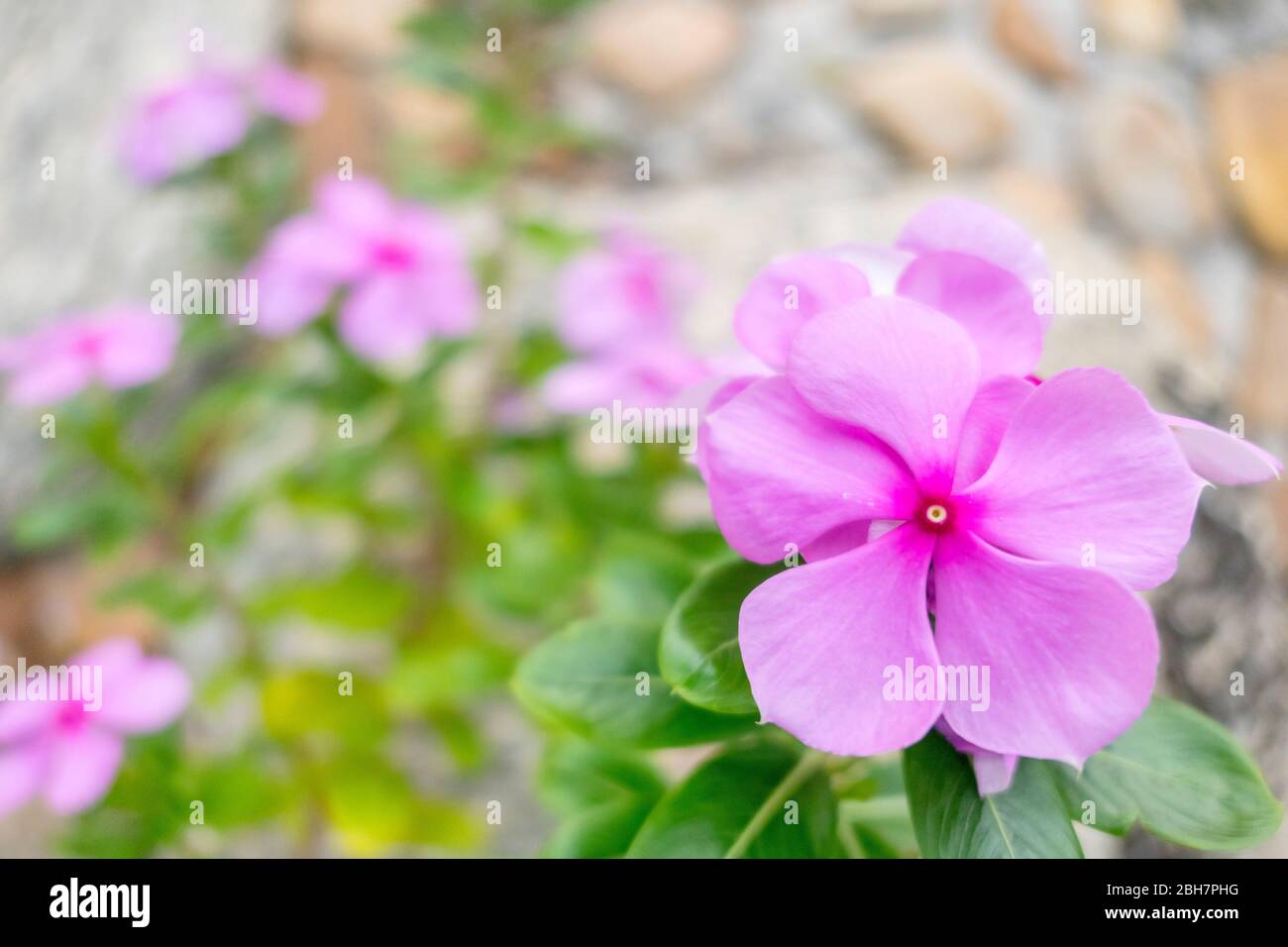 The Purple Rosy periwinkle flower with stone background Stock Photo - Alamy