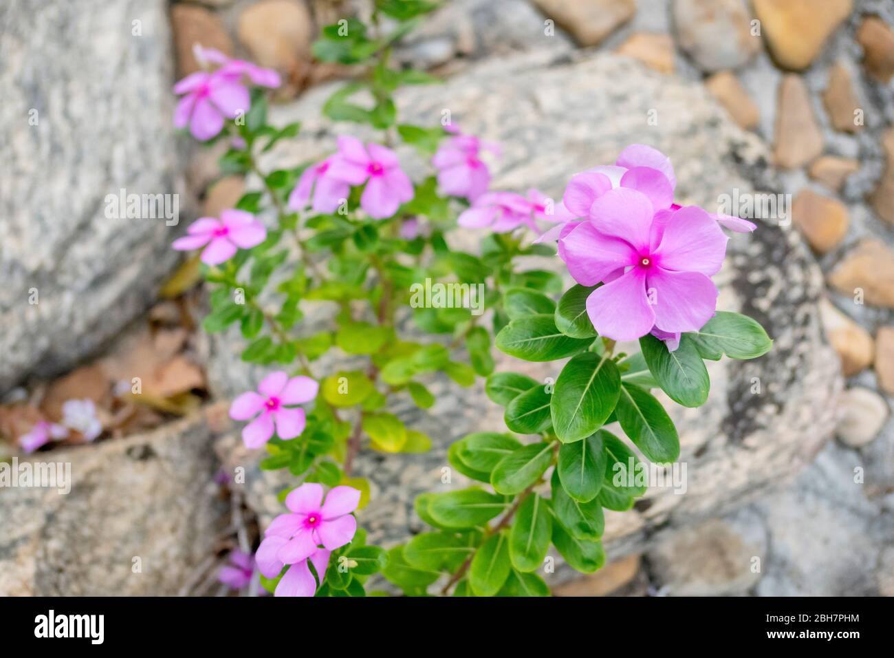 The Purple Rosy periwinkle flower with stone background Stock Photo - Alamy