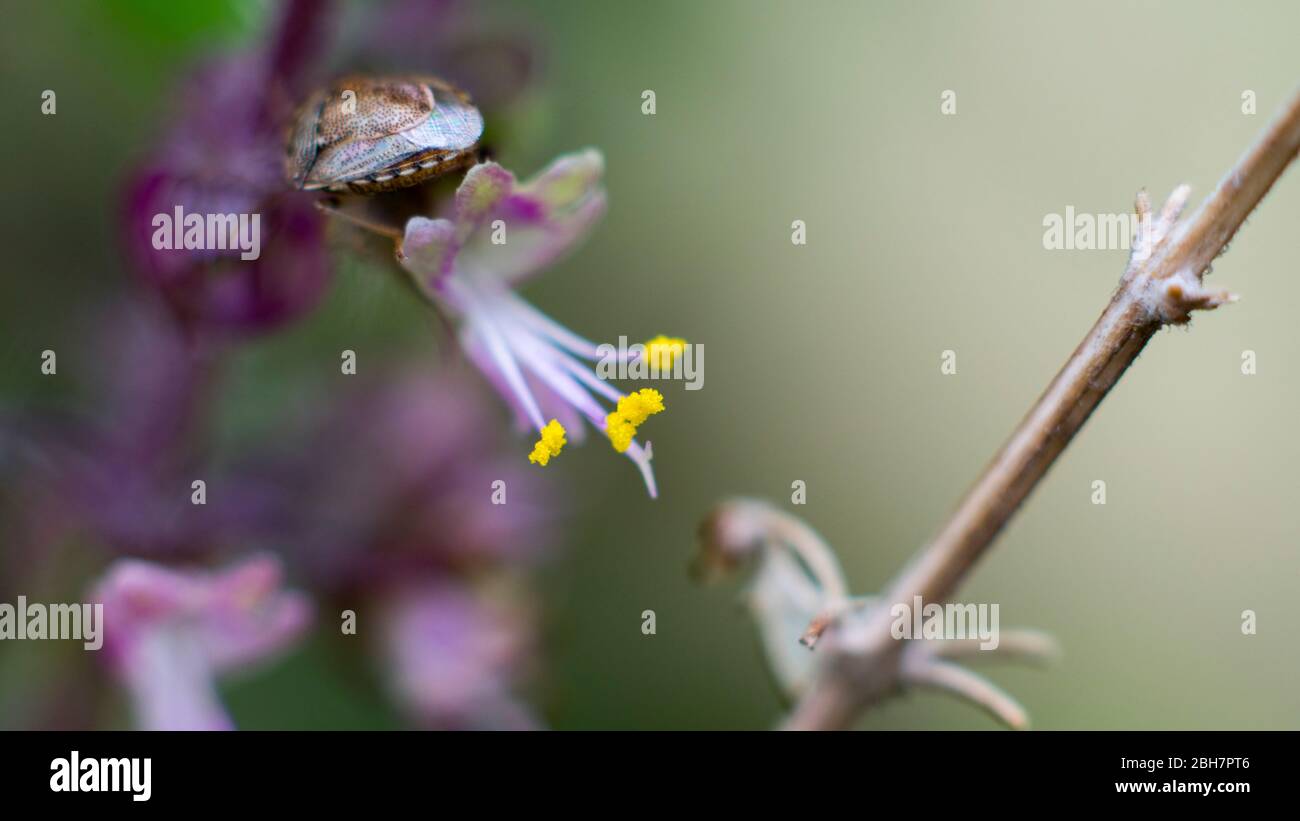 Black basil hi-res stock photography and images - Alamy