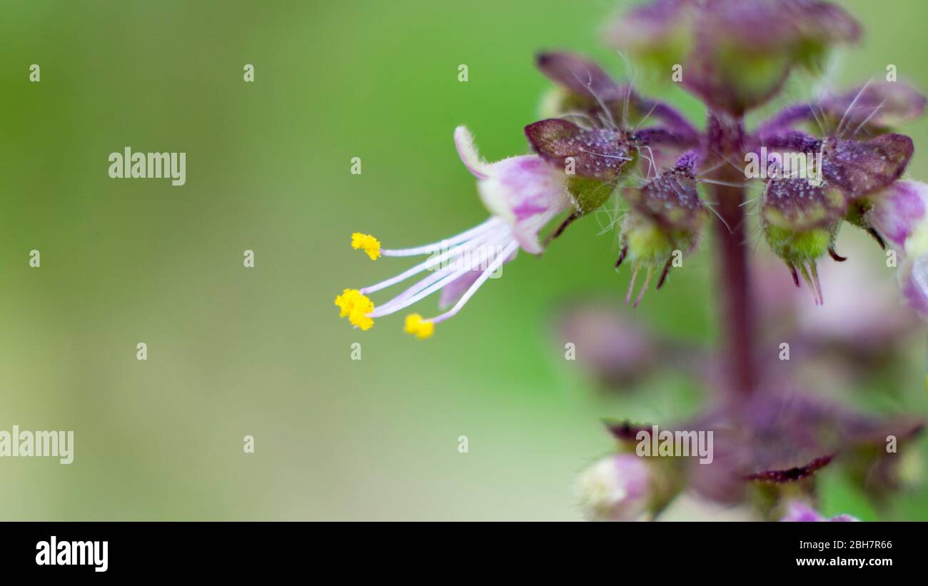 Black basil hi-res stock photography and images - Alamy