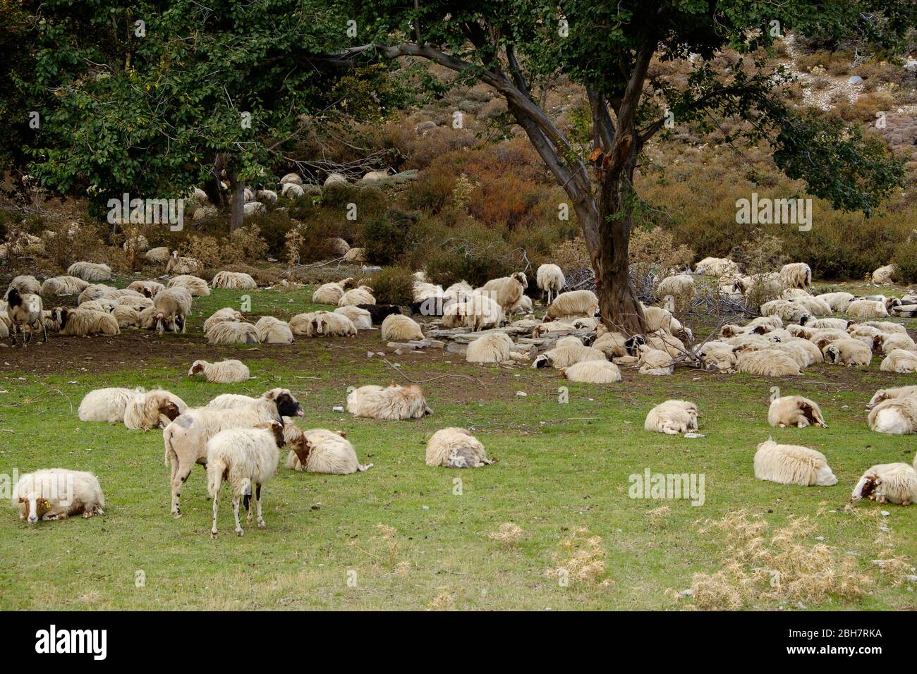 Grazing sheep greece hi-res stock photography and images - Alamy