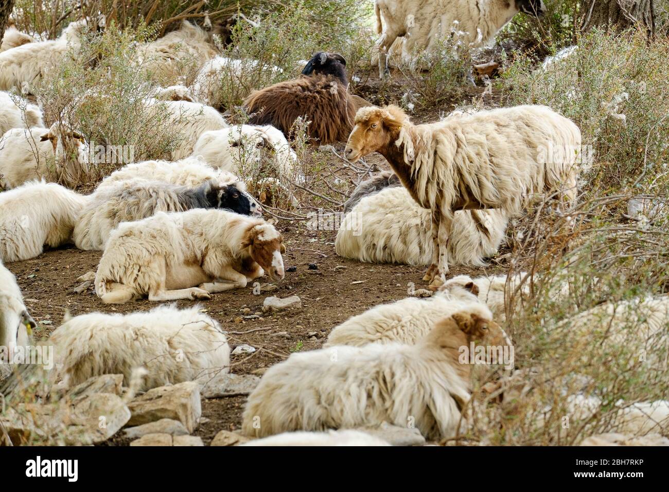 Grazing sheep greece hi-res stock photography and images - Alamy