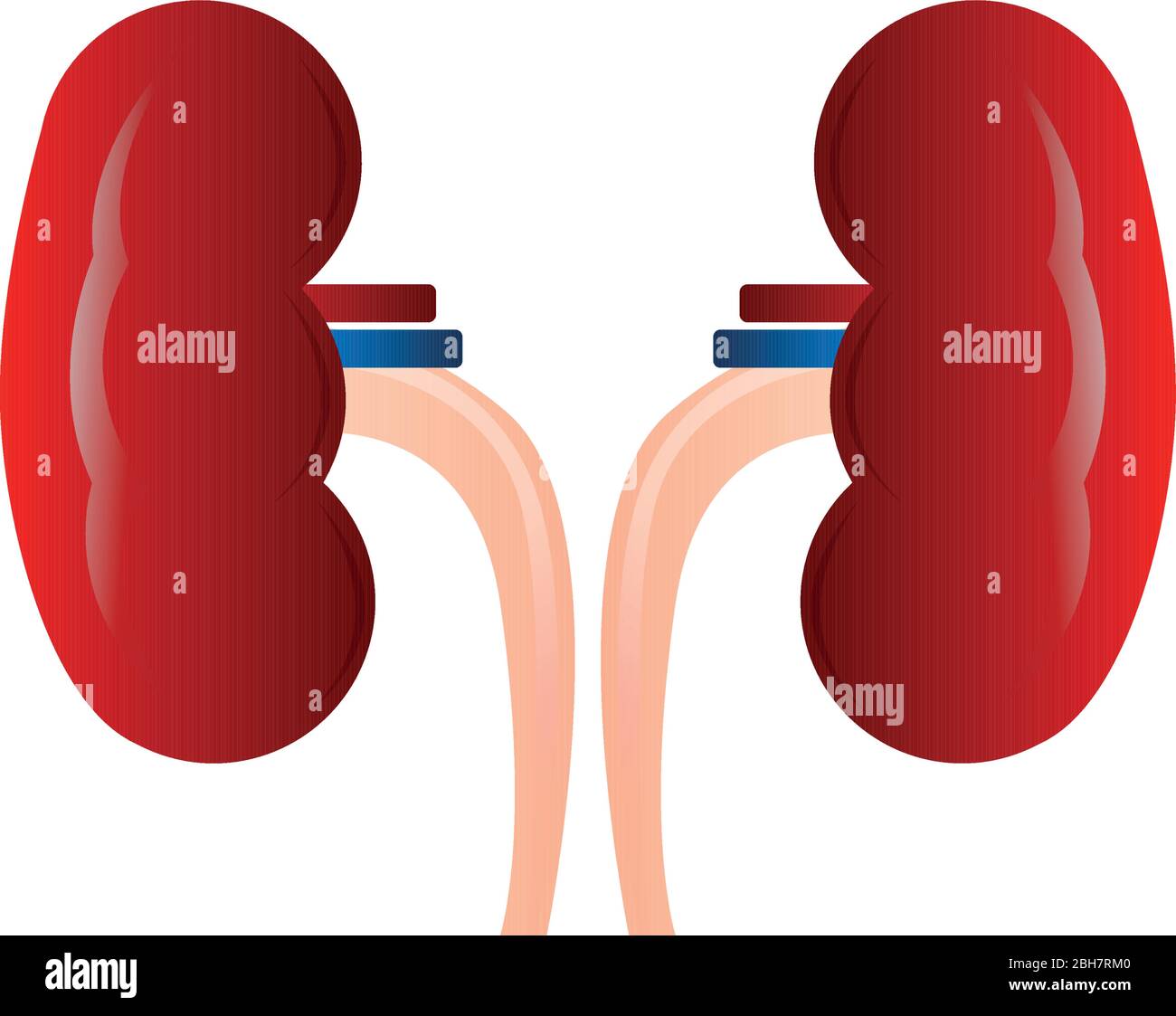 Real Healthy Human Kidney