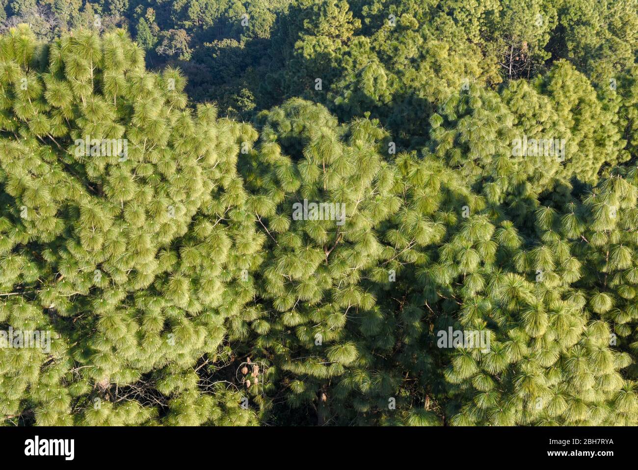 Giant trees seen from above at Tansen on Nepal Stock Photo - Alamy