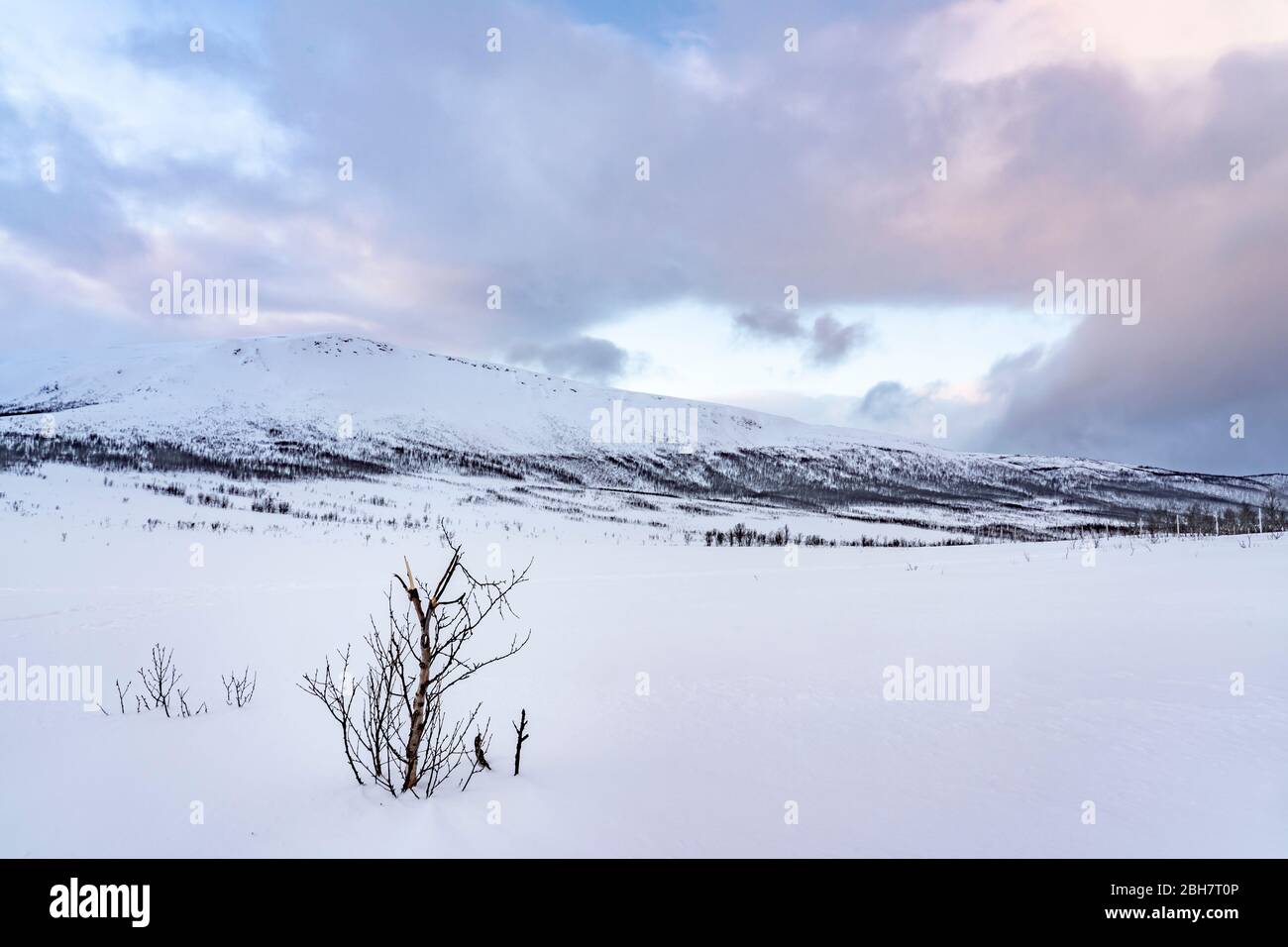 Arctic Tundra Winter Landscape