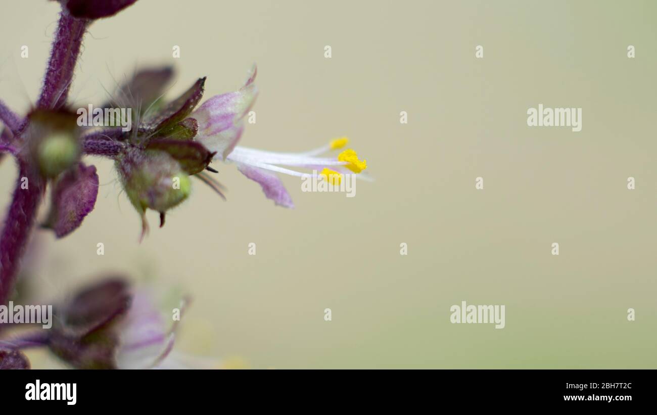 Tulsi inflorescence hi-res stock photography and images - Alamy