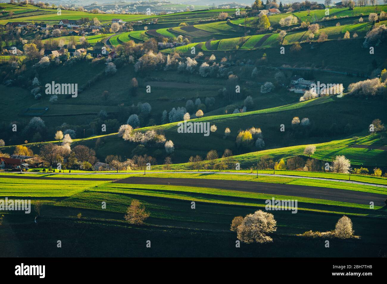 Spring cherry tree, meadows and fields landscape in Slovakia ...