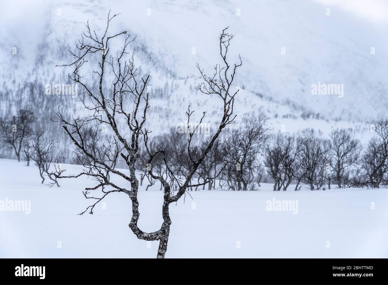 Arctic Tundra Trees