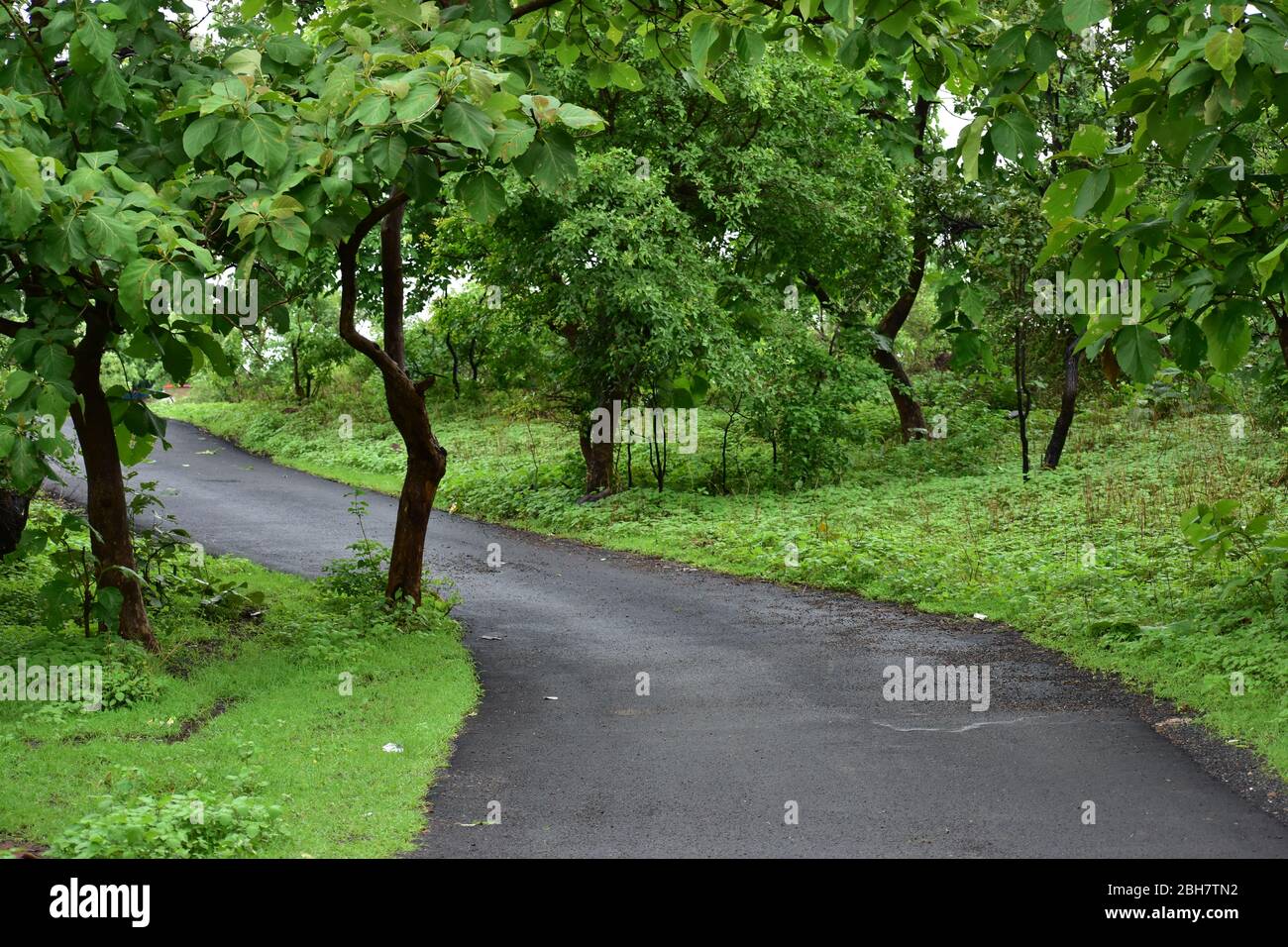 a small country road between green hedges in Bhopal India Stock Photo ...