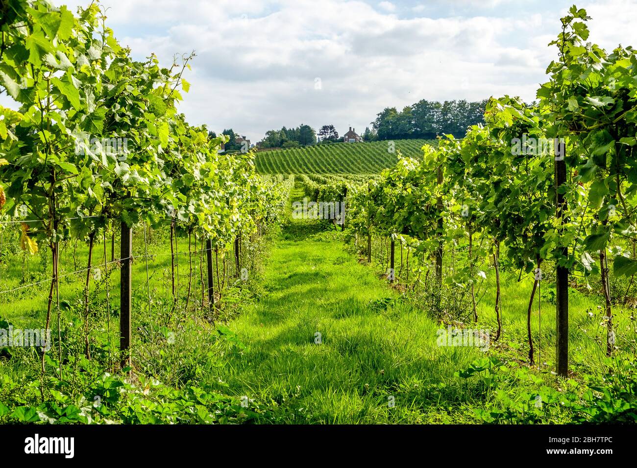 vines growing in vineyard, Surrey, England Stock Photo - Alamy