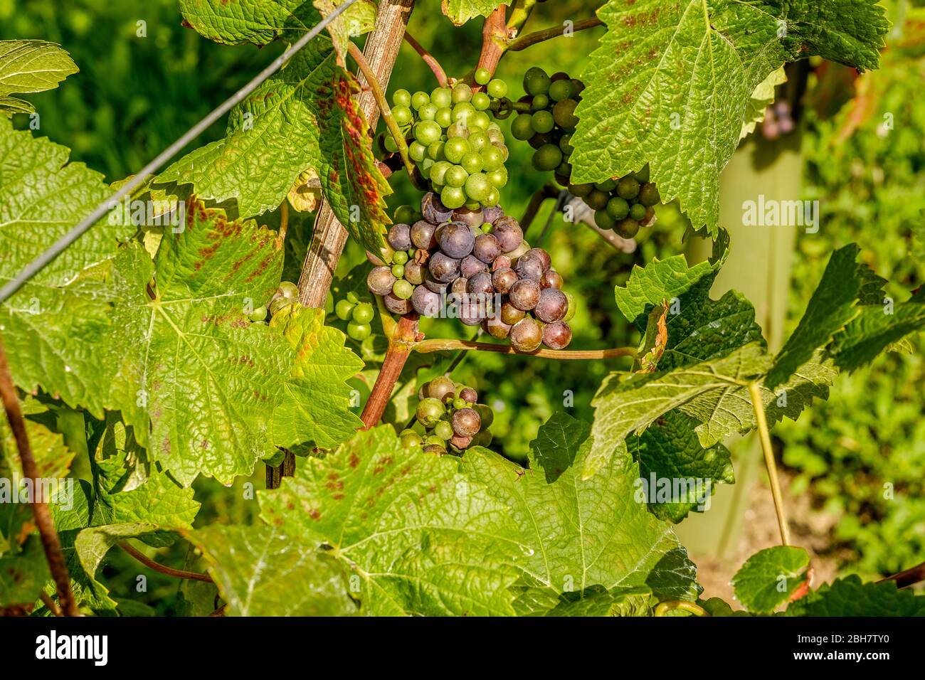 Grape growing england hi-res stock photography and images - Alamy