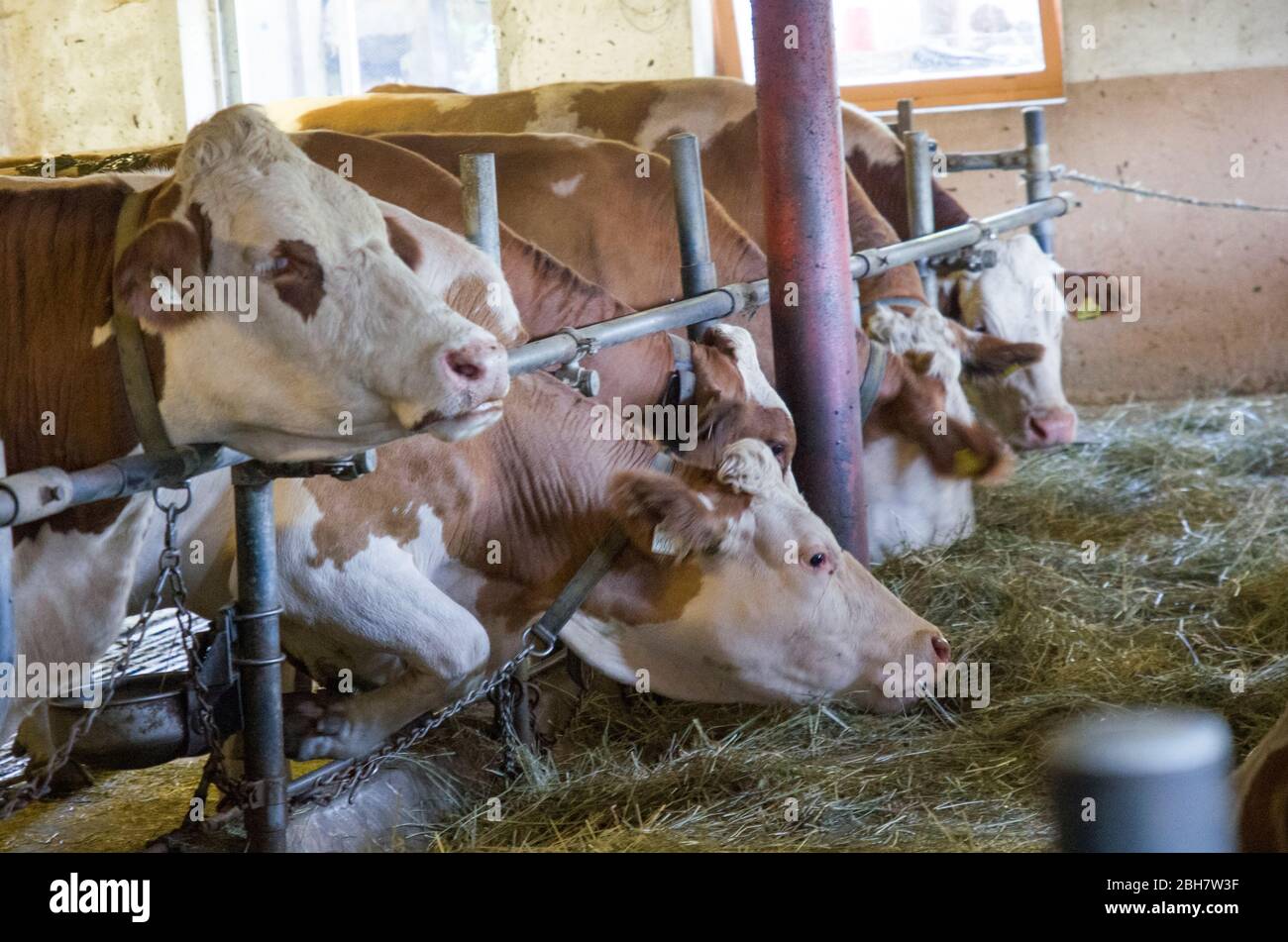 where the milk comes from, visit the farm where the farmer's expert ...