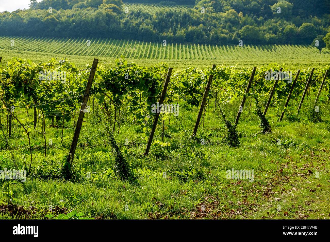 Vineyard england hi-res stock photography and images - Alamy
