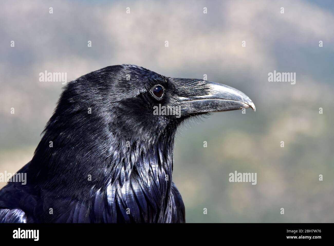 Profile of a Raven with a blue-green blurred background.The Photo was ...