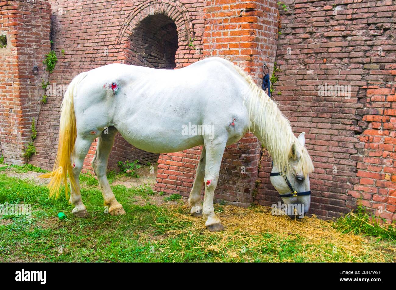 animal abuse, horse injured during a race, injured in the shoulder and ...