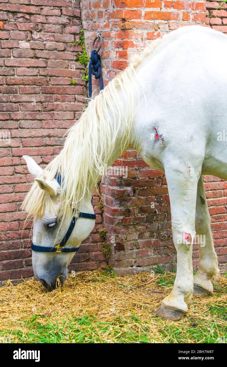 animal abuse, horse injured during a race, injured in the shoulder and ...