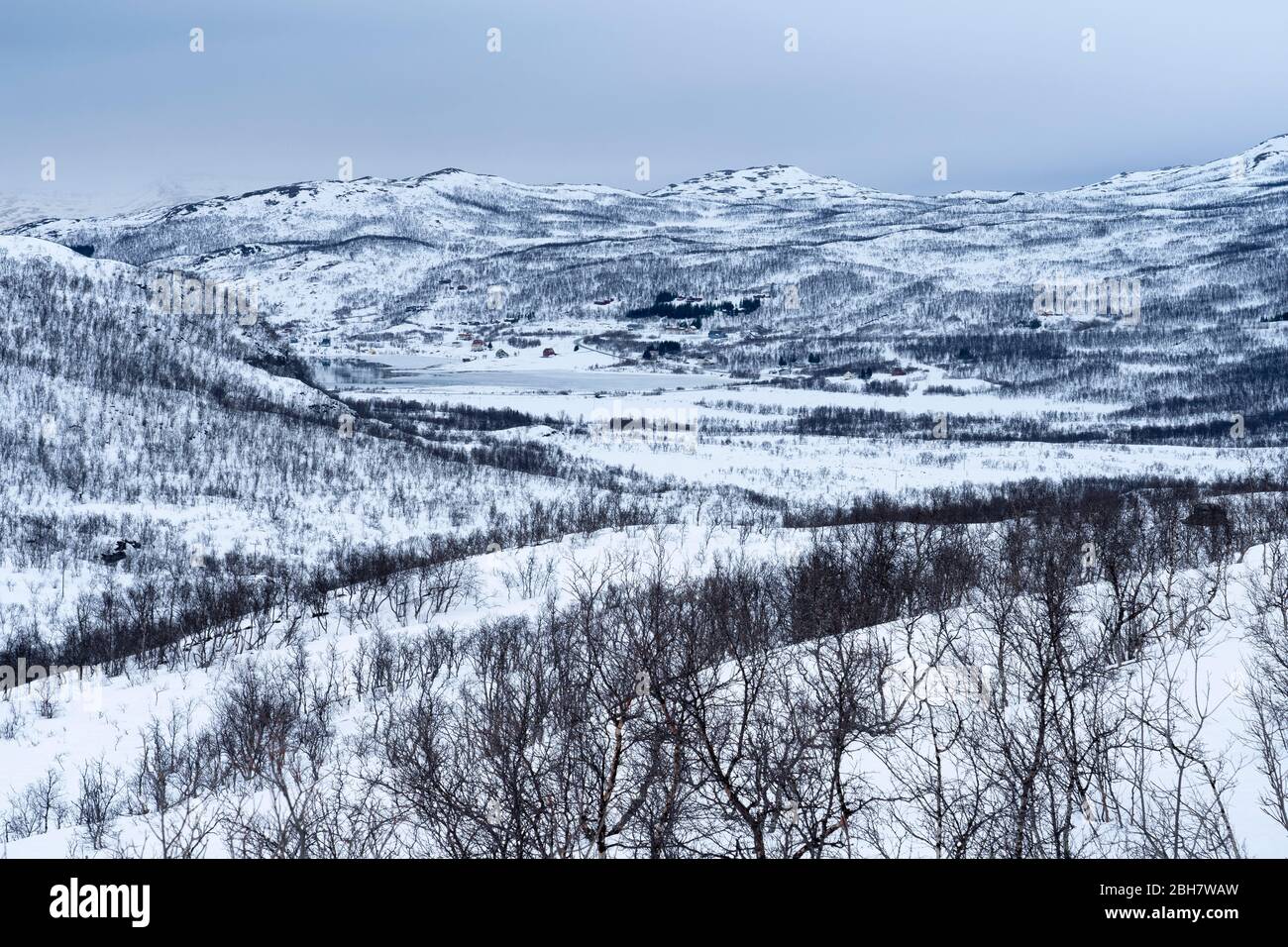 Arctic Tundra Trees