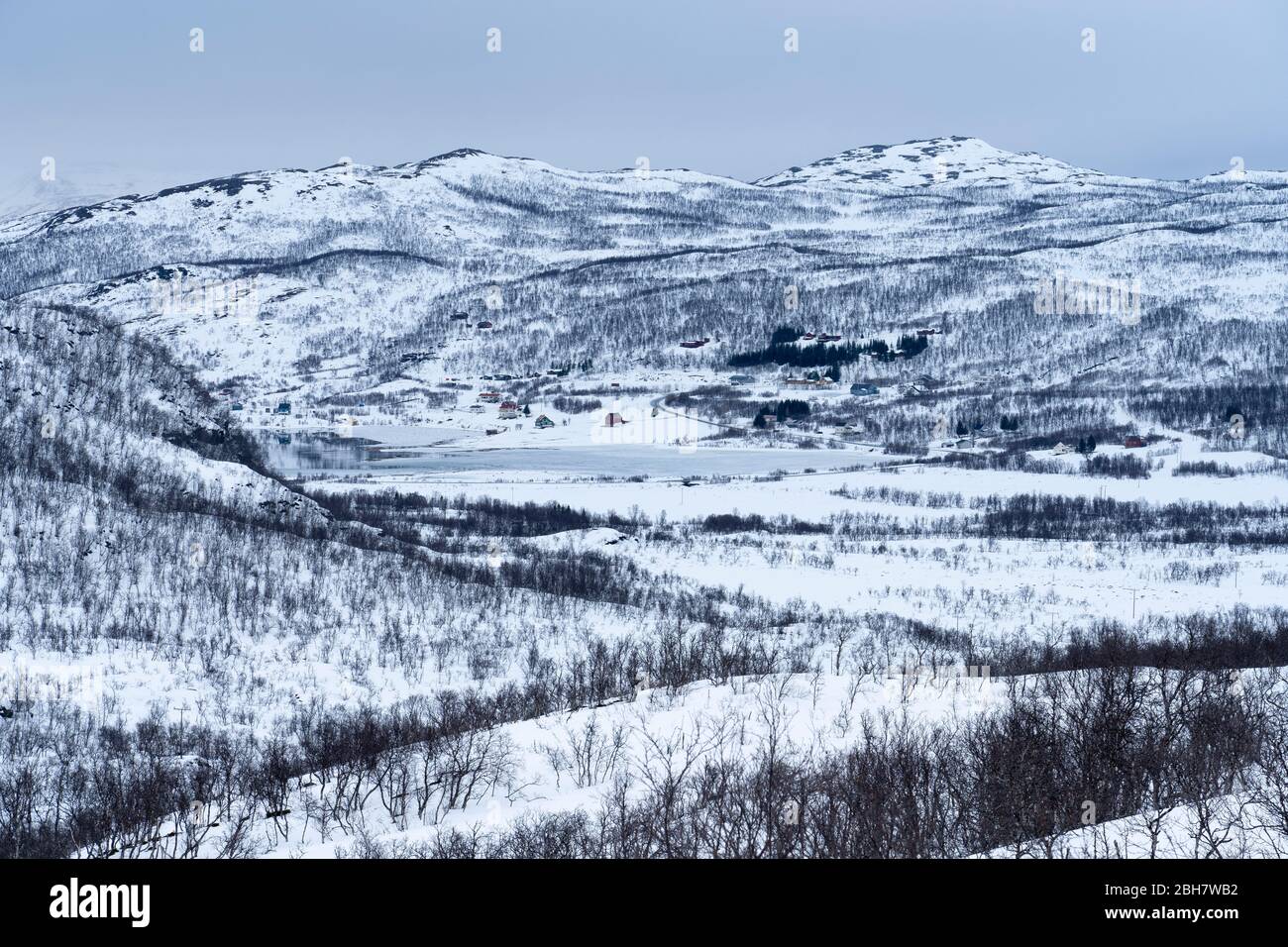 Arctic Tundra Trees