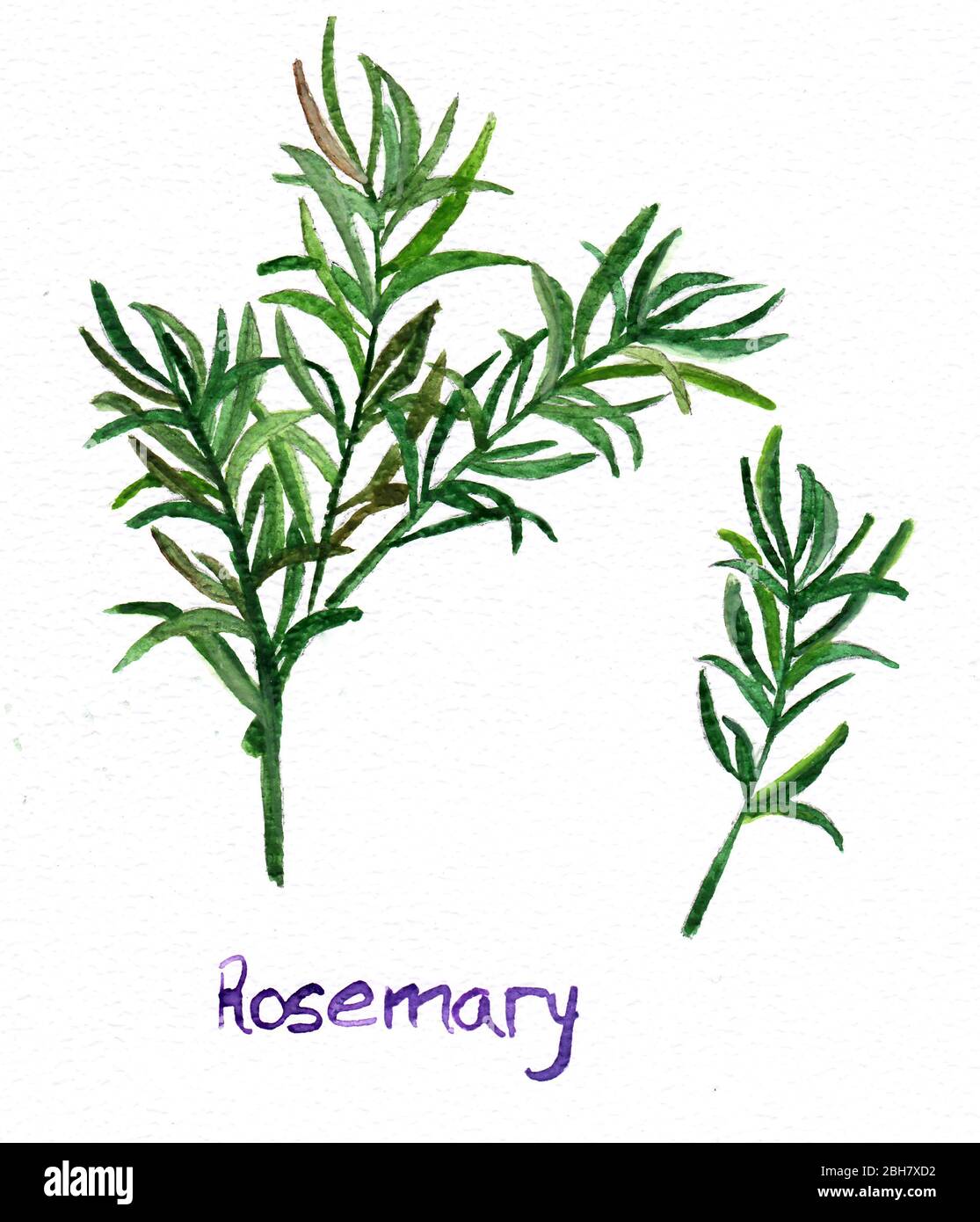Rosemary watercolor handdrawing illustration Stock Photo - Alamy