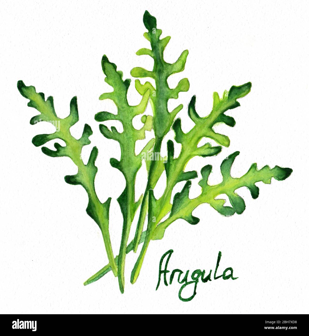 Arugula watercolor hand drawing illustration Stock Photo - Alamy