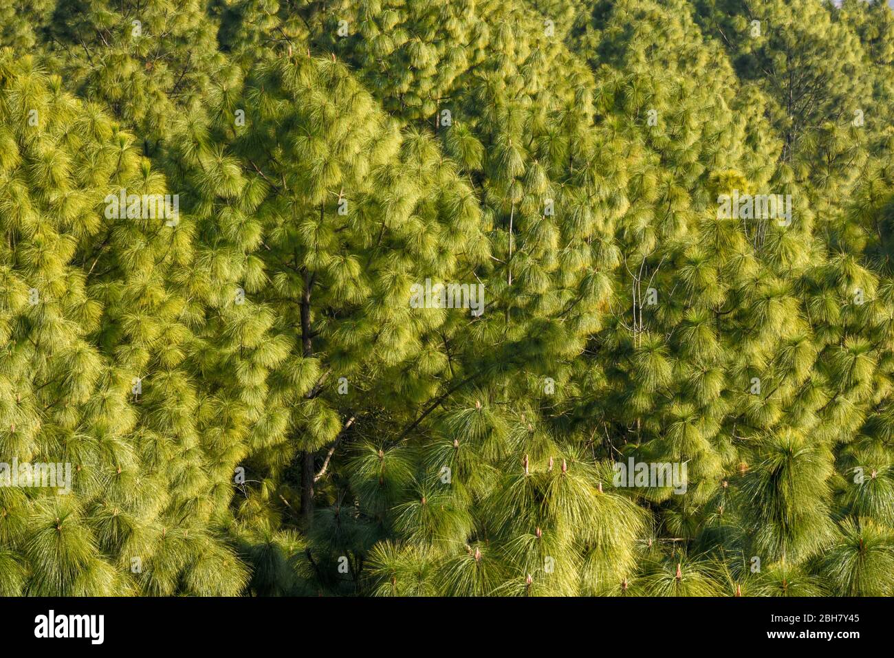 Giant trees seen from above at Tansen on Nepal Stock Photo - Alamy