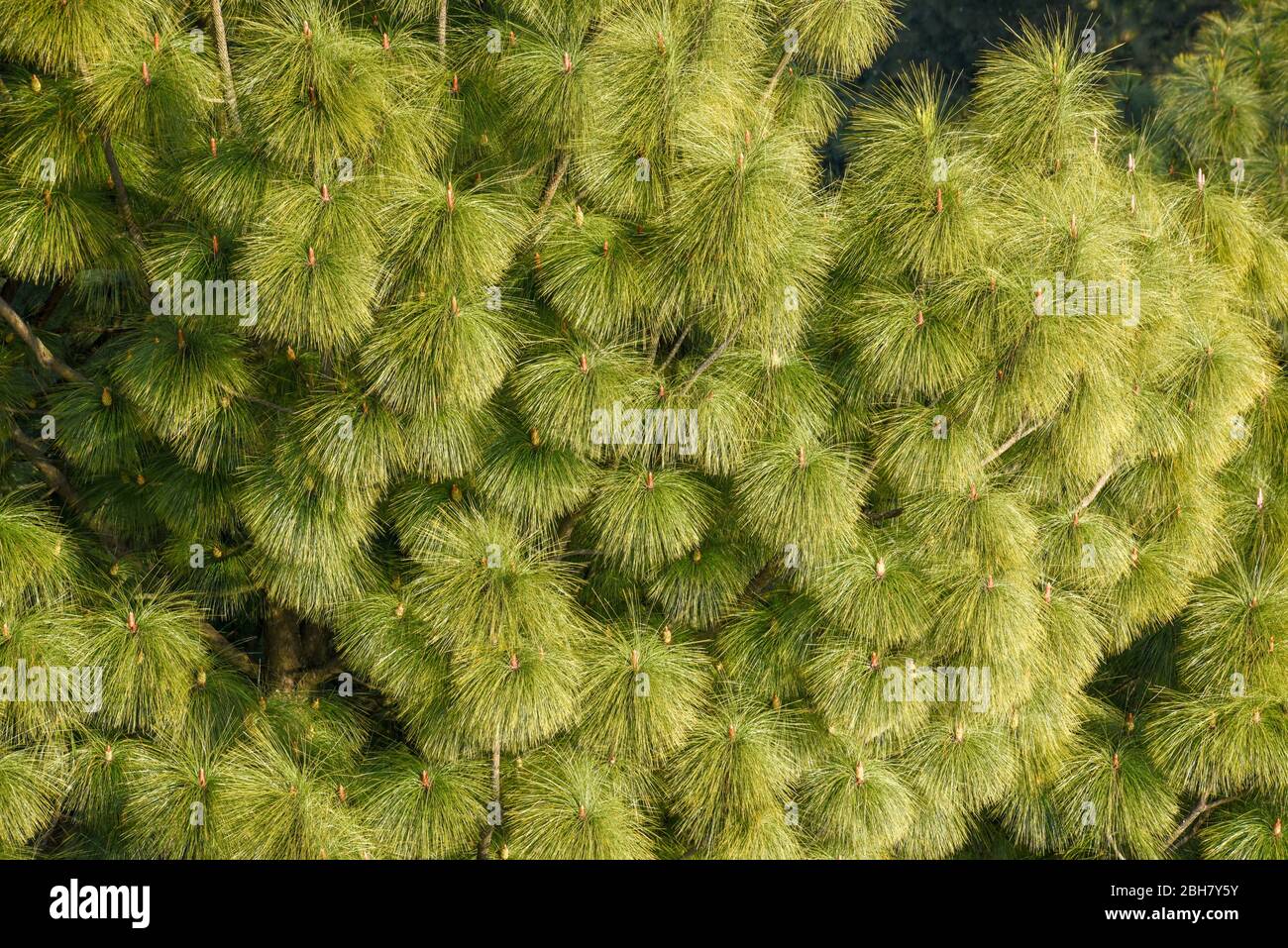 Giant Trees Seen From Above At Tansen On Nepal Stock Photo Alamy giant-trees-seen-from-above-at-tansen-on-nepal-stock-photo-alamy