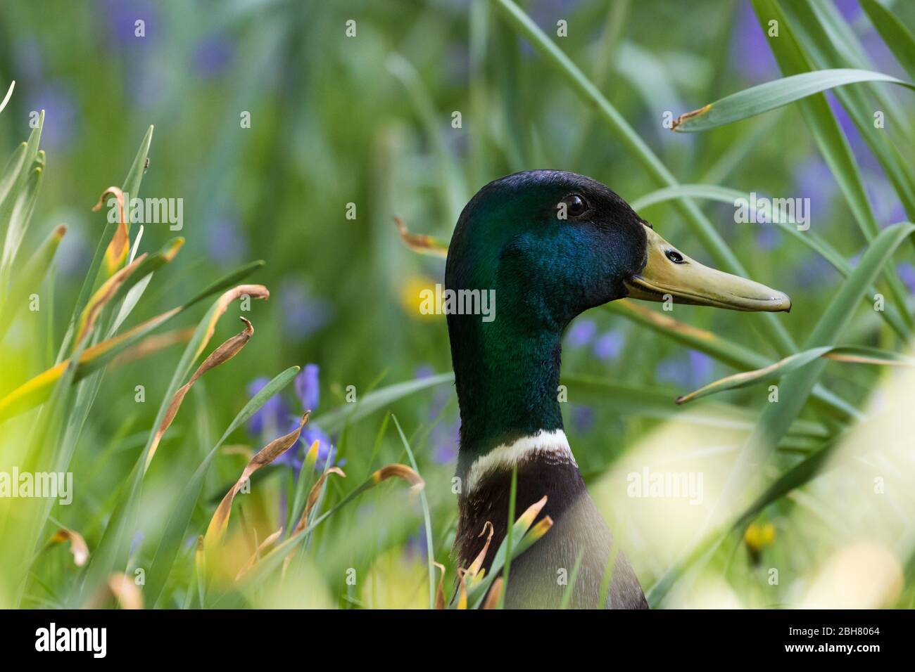 Hiding duck hi-res stock photography and images - Alamy