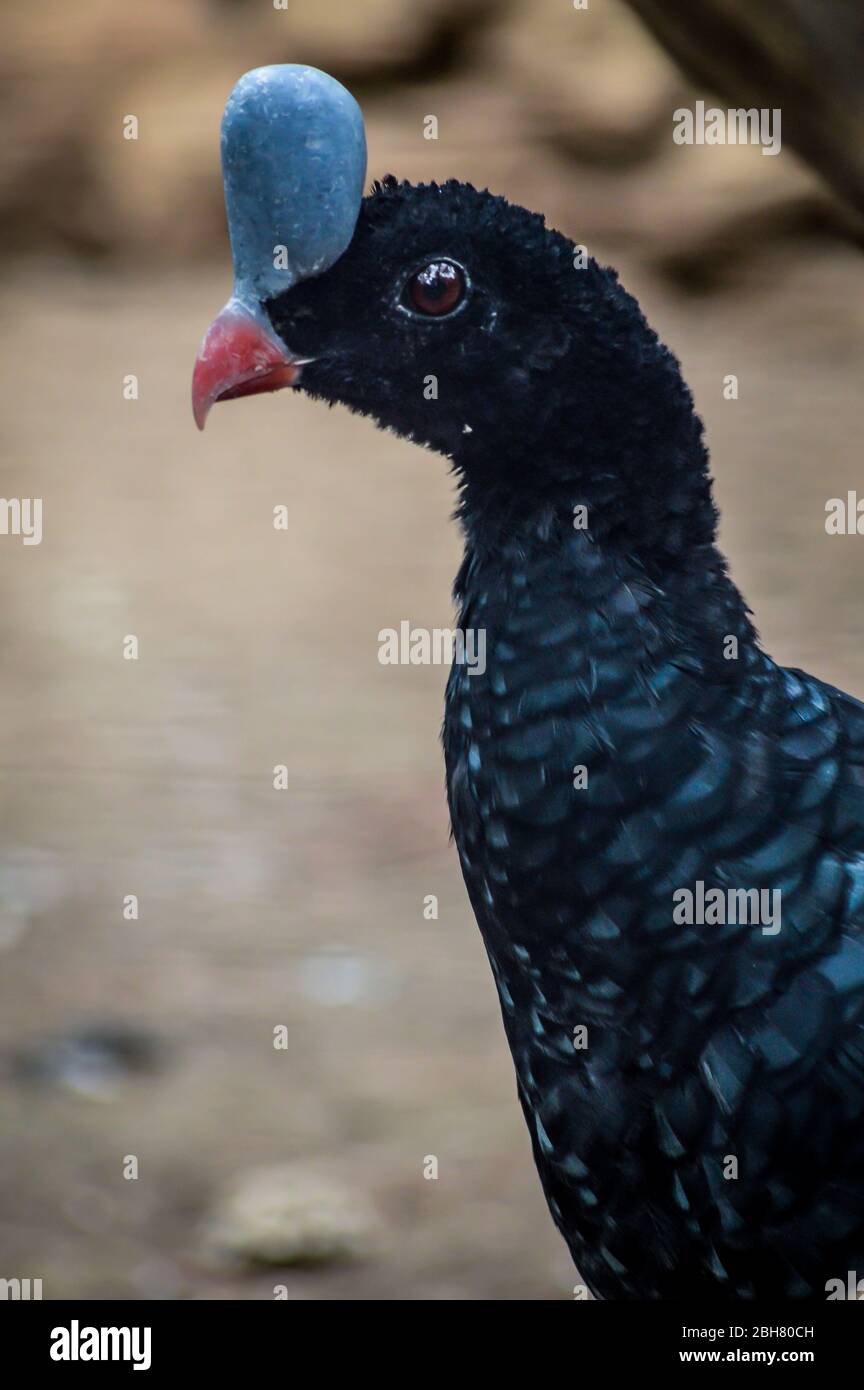 Helmet curassow hi-res stock photography and images - Alamy
