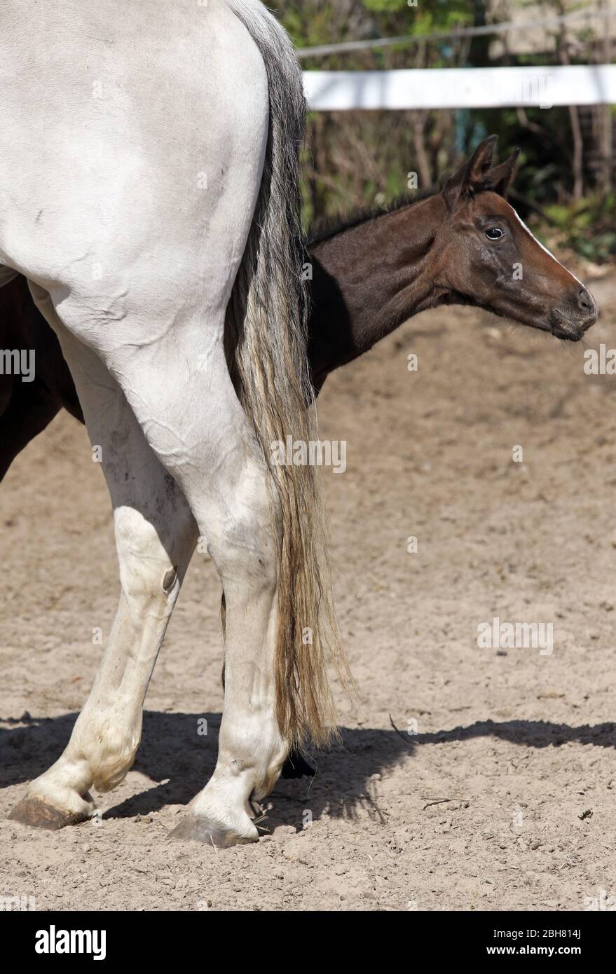 Foal behind mother hi-res stock photography and images - Alamy