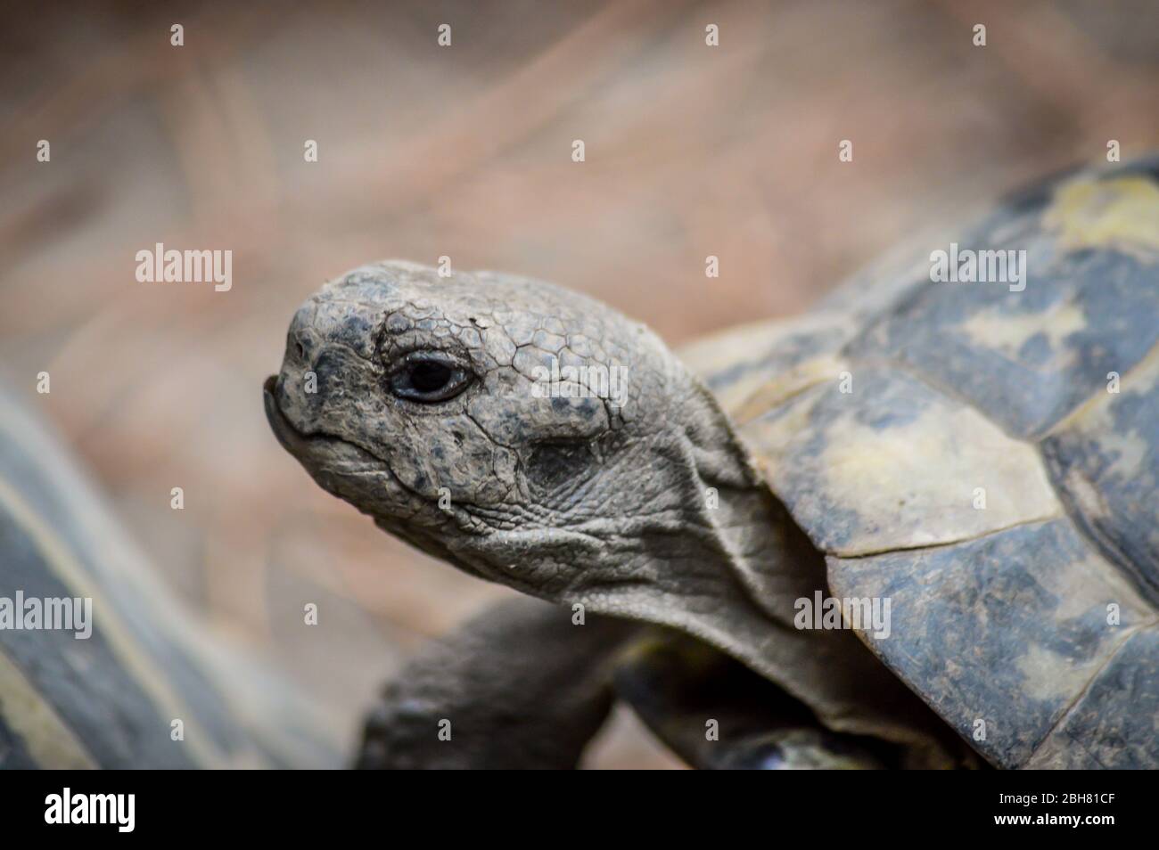Cute reptile hermanns tortoise testudo hi-res stock photography and ...