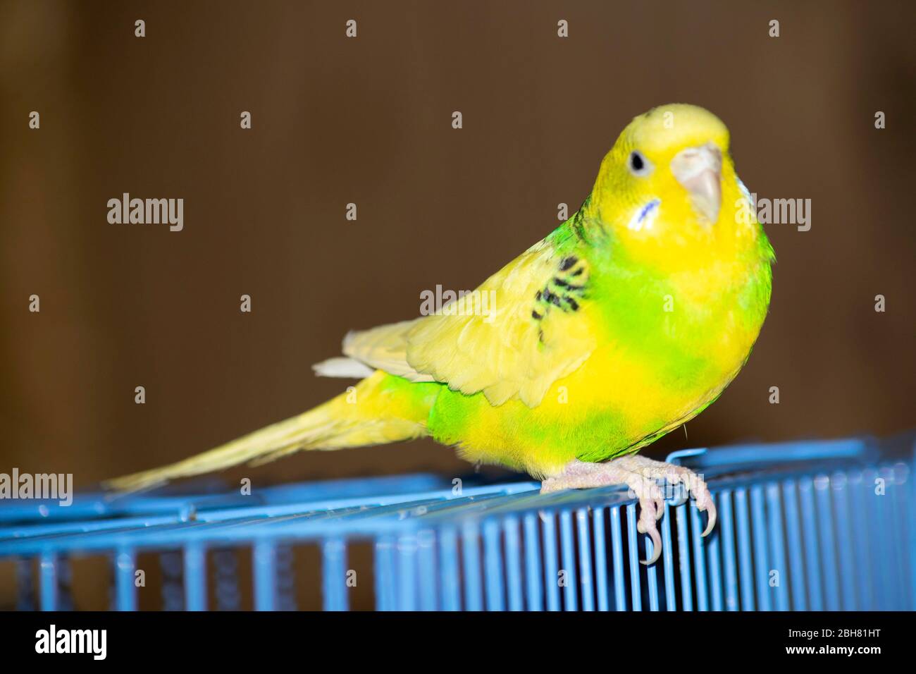 Yellow-green wavy parrot sits in a cage Stock Photo - Alamy
