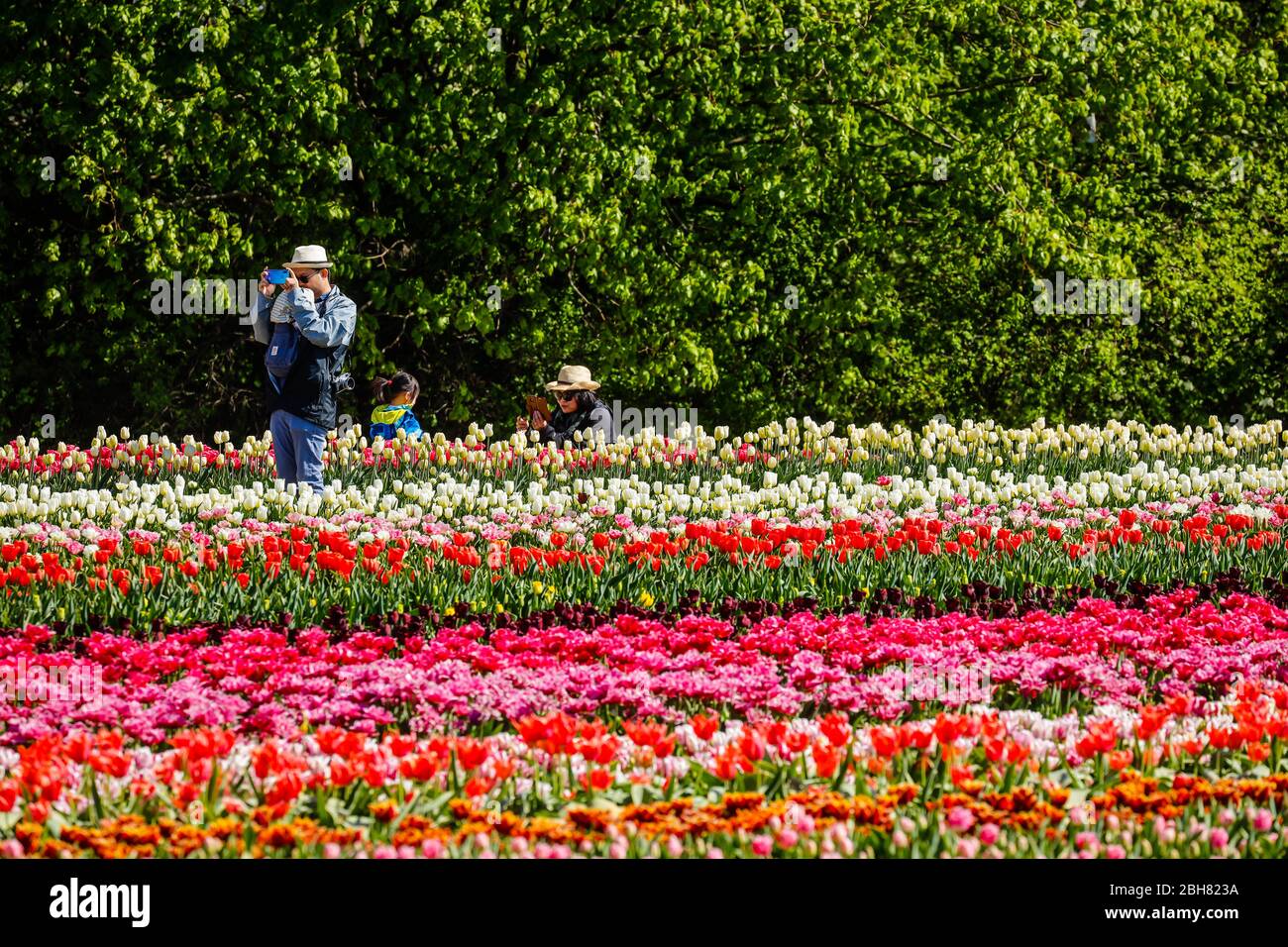 Tulip field pictures hi-res stock photography and images - Alamy