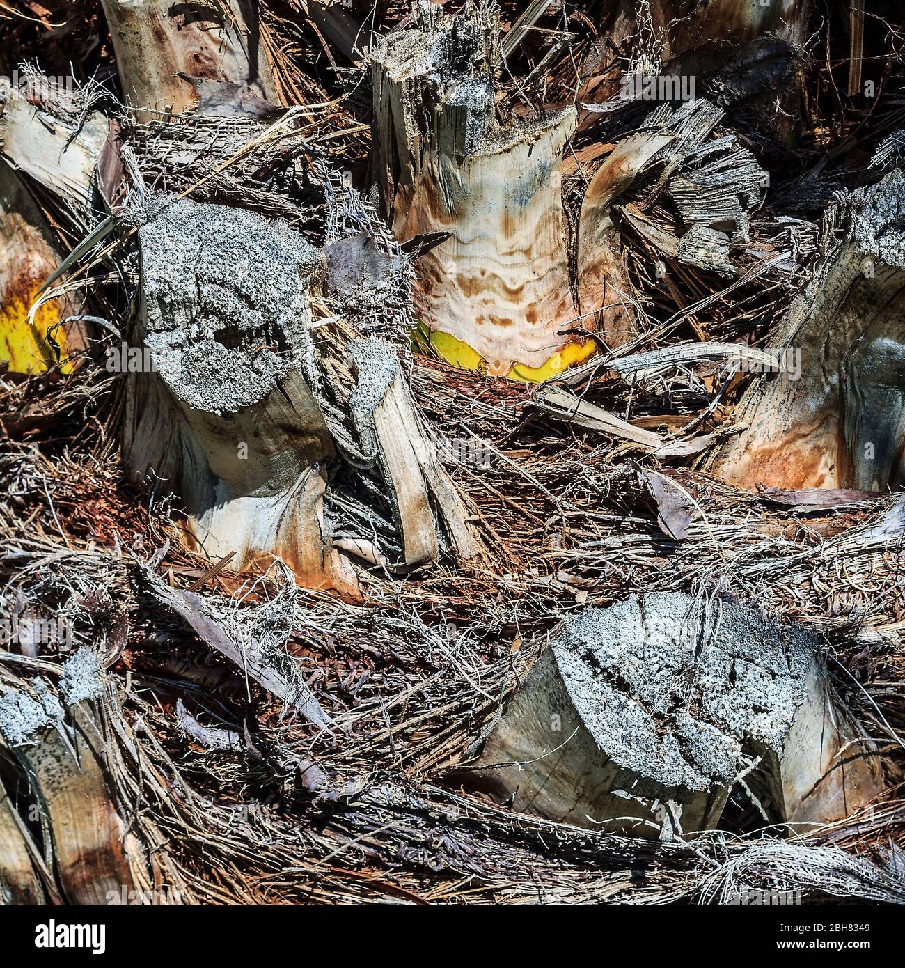 Texture of date palm bark. Abstract background for design Stock Photo ...