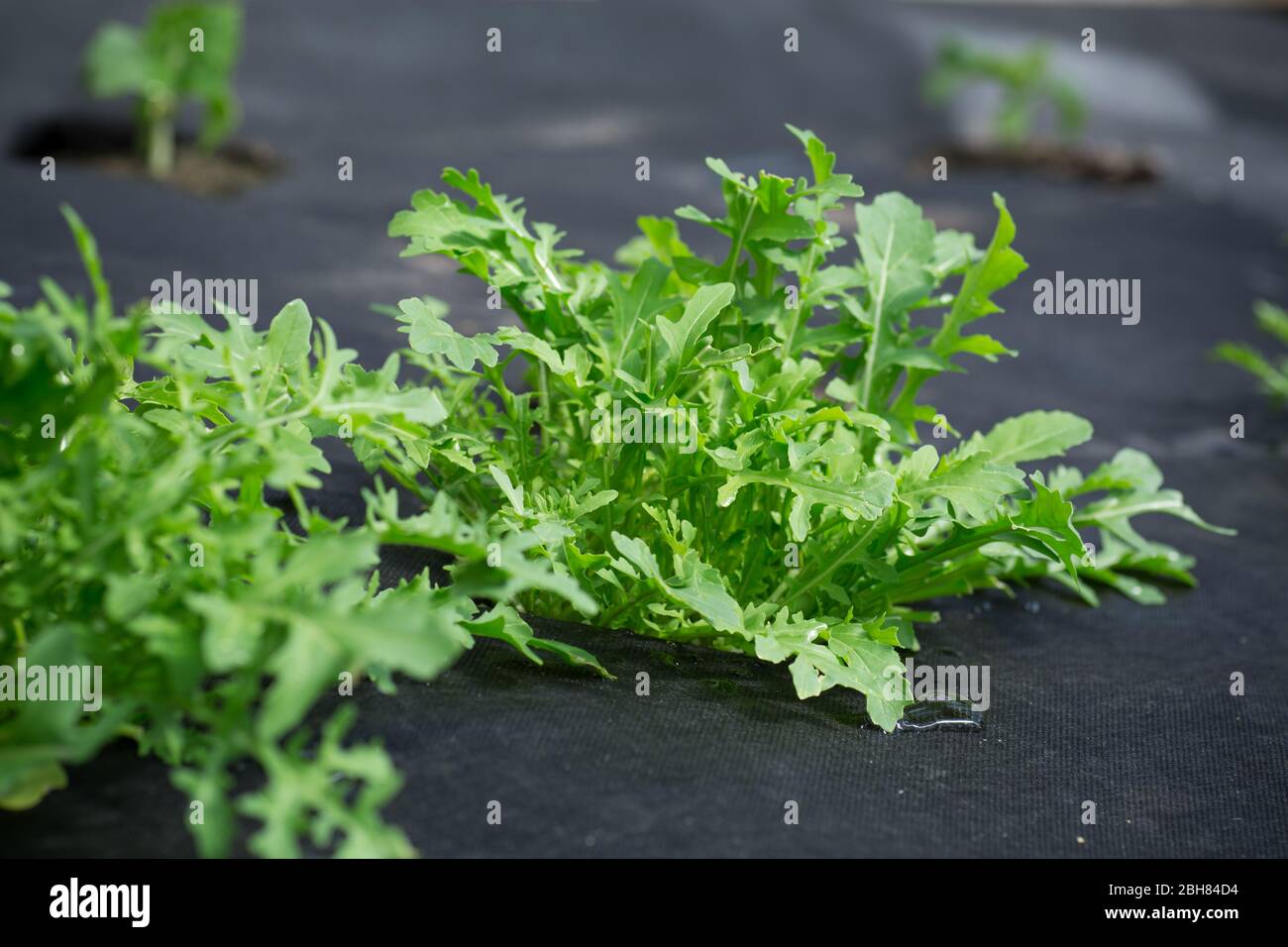 Black agrofibre hi-res stock photography and images - Alamy