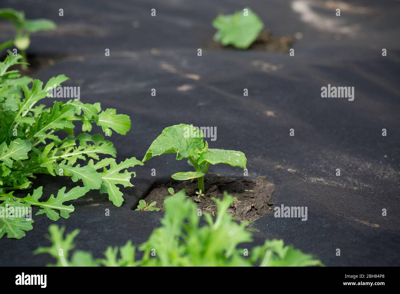 small sprout of cucumber grows from the ground on agrofibre Stock Photo ...