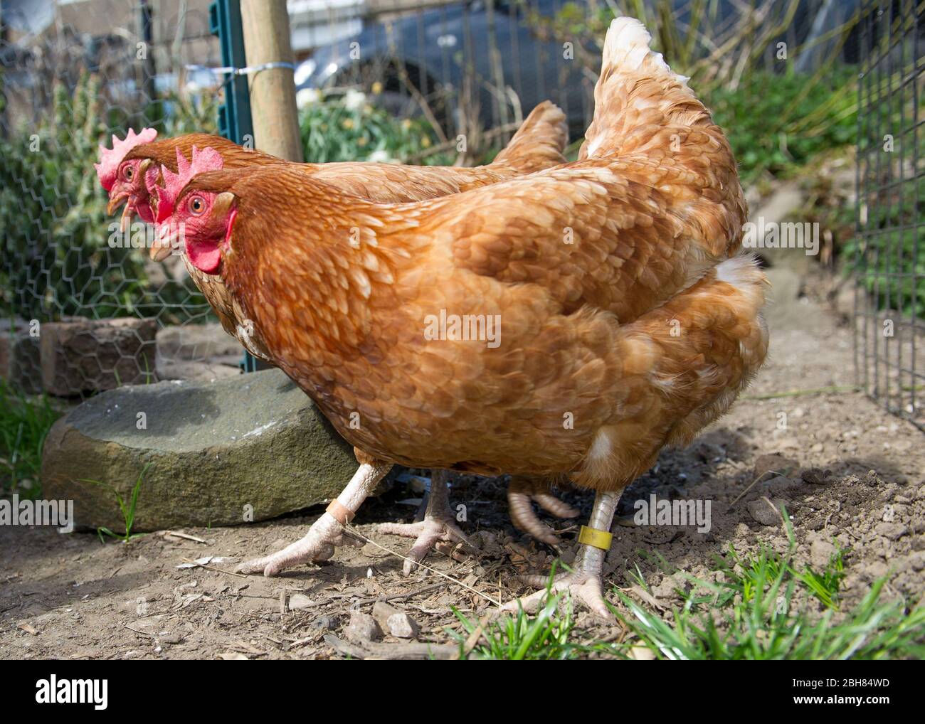 Battery hens hi-res stock photography and images - Alamy