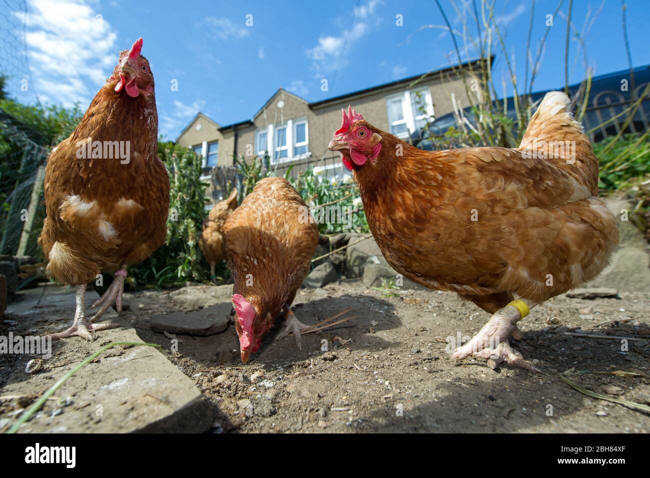 Battery hens hi-res stock photography and images - Alamy