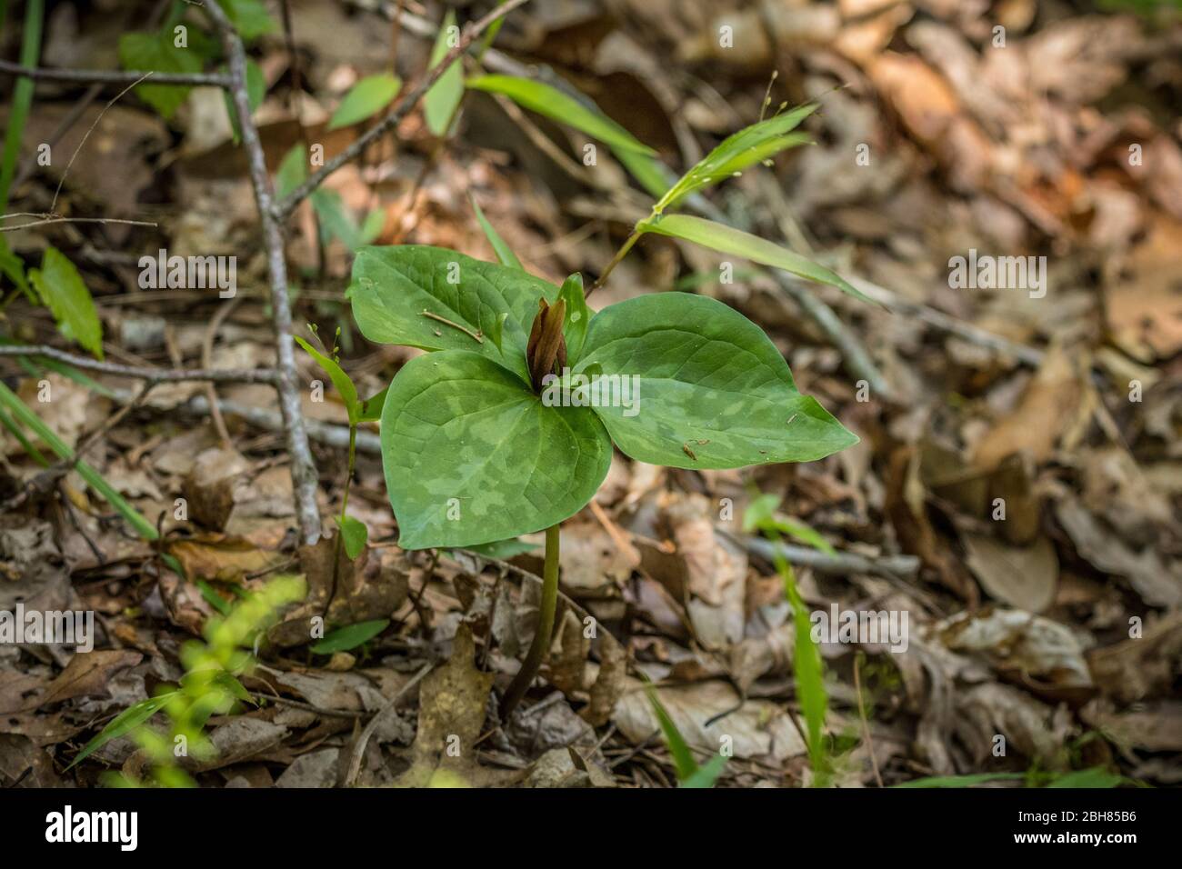 Mottled leaves hi-res stock photography and images - Alamy