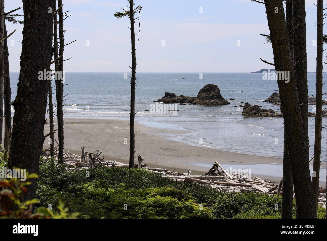 Timber liters Ruby Beach at Forks, Olympic National Park, Washington ...