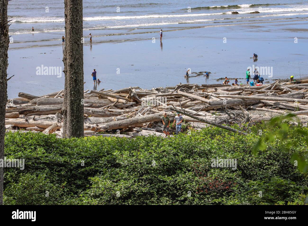 Olympic peninsula washington timber hi-res stock photography and images ...