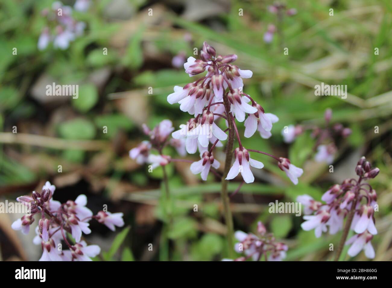 Purple cress wildflower at Somme Woods in Northbrook, Illinois Stock ...