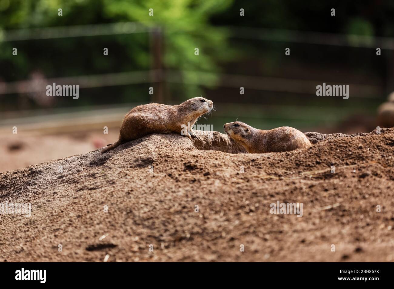 Funny gophers squirrel in the zoo. hamsters in the nature. Close up of ...