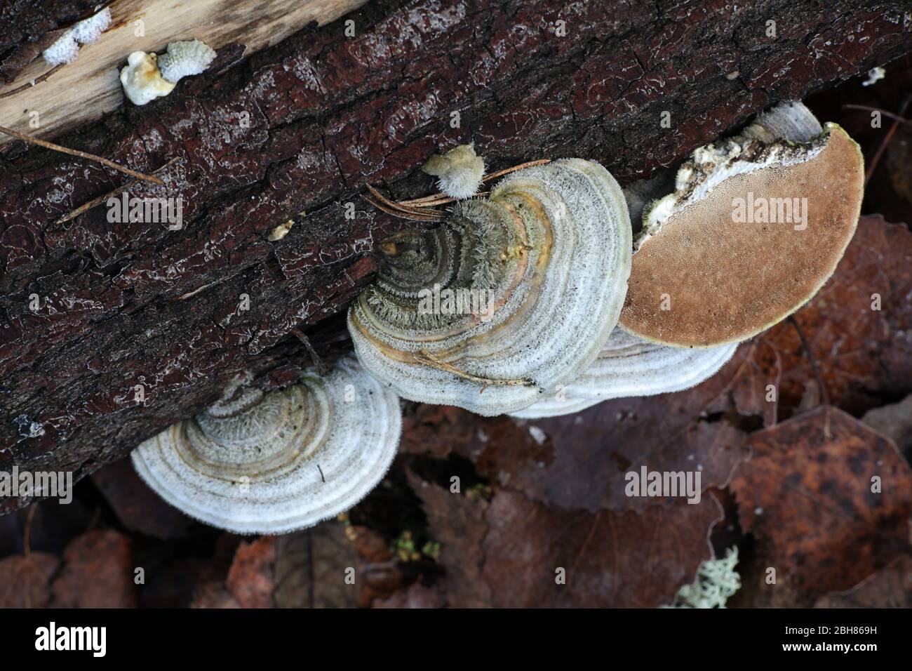 Coriolus hirsutus or trametes hirsuta hi-res stock photography and ...