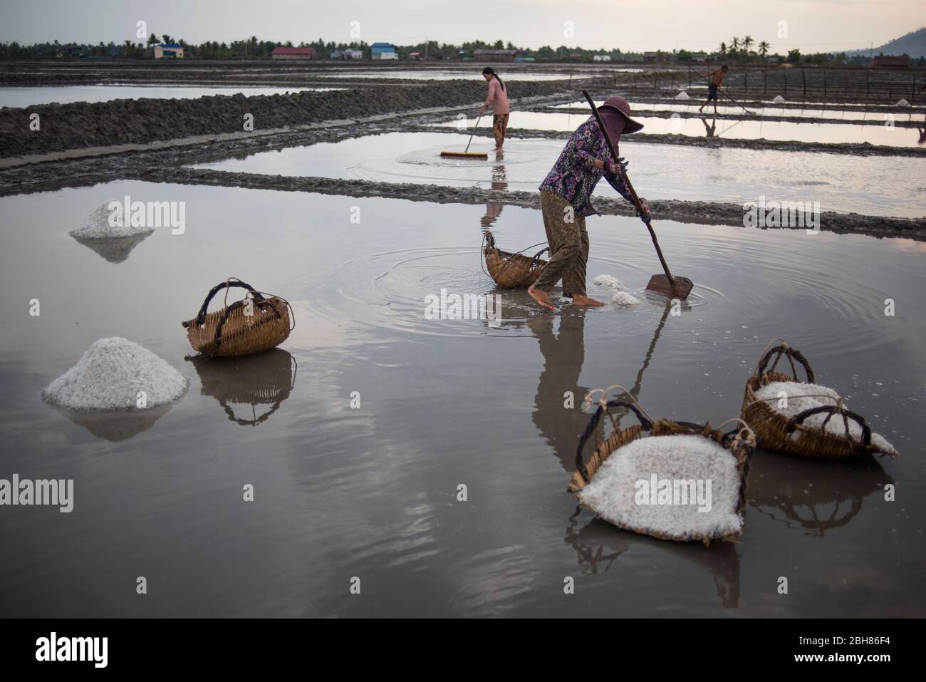 Local women collecting fresh sea salt at the salt fields in Kampot ... Local women collecting fresh sea salt at the salt fields in Kampot ...