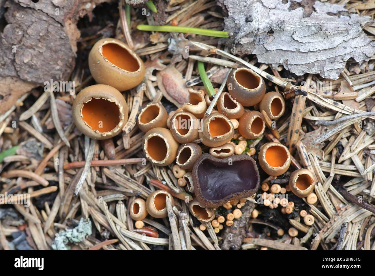 Peziza violacea, known as the violet fairy cup or the violet cup fungus ...