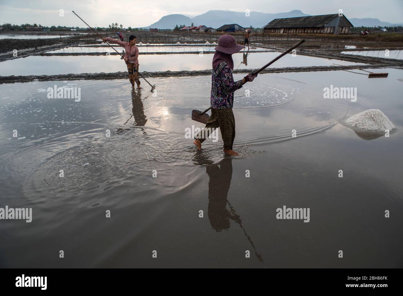 Local women collecting fresh sea salt at the salt fields in Kampot ... Local women collecting fresh sea salt at the salt fields in Kampot ...