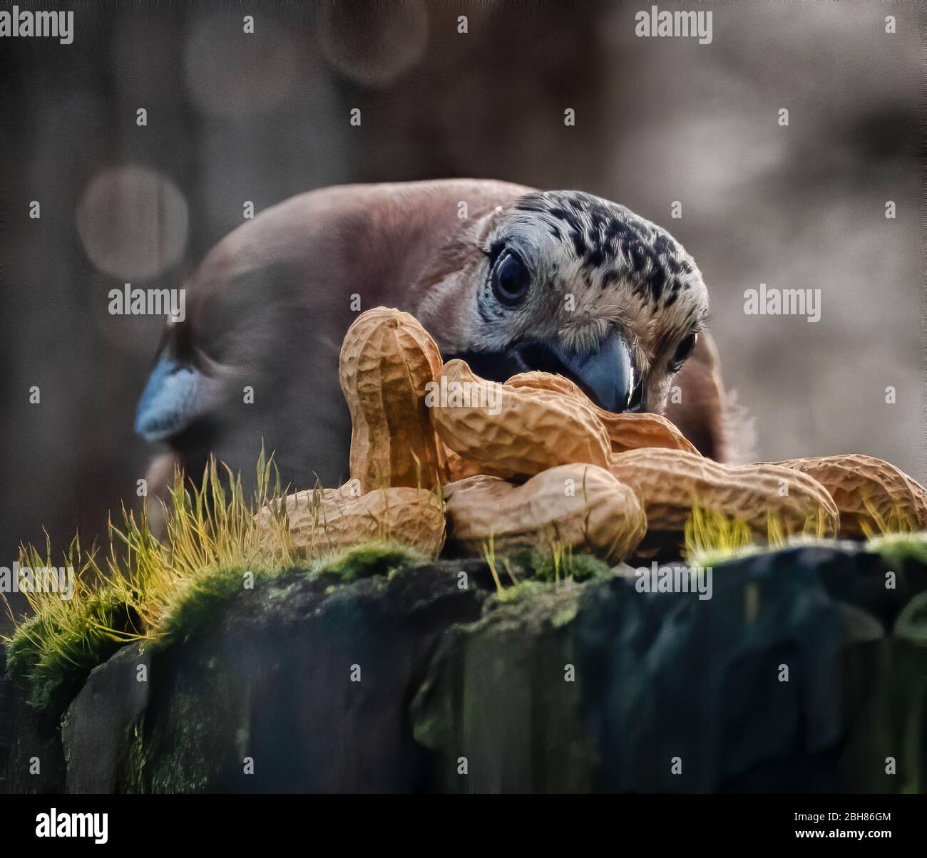 Eurasian jay, a common garden bird in the UK, taking a peanut from bird ...