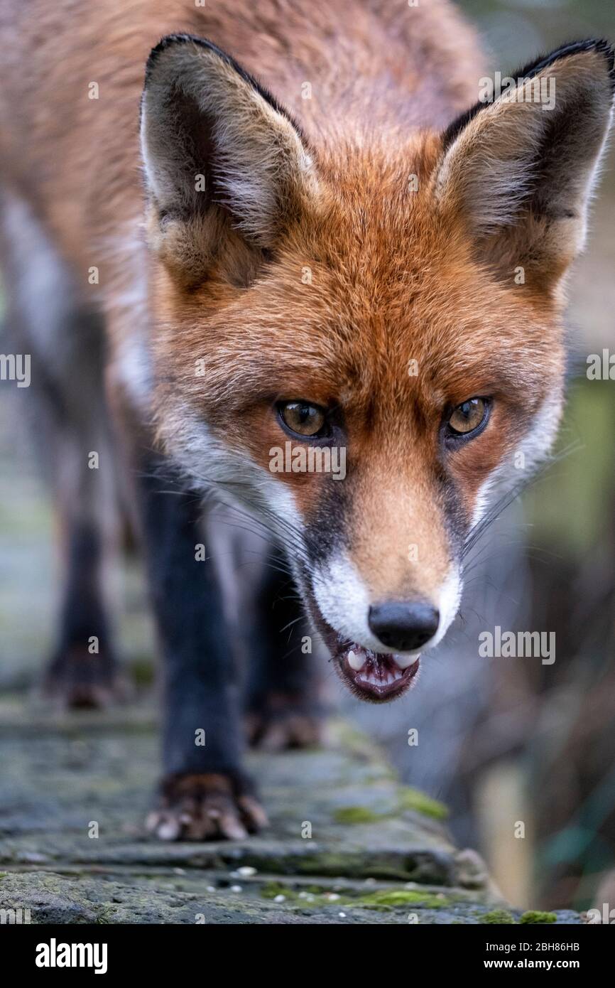 Town foxes hi-res stock photography and images - Alamy